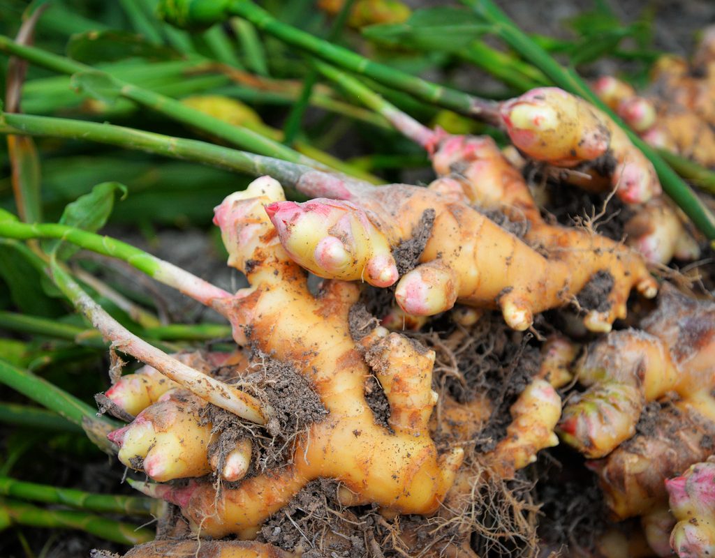 How to grow ginger from a store-bought root | HappySprout