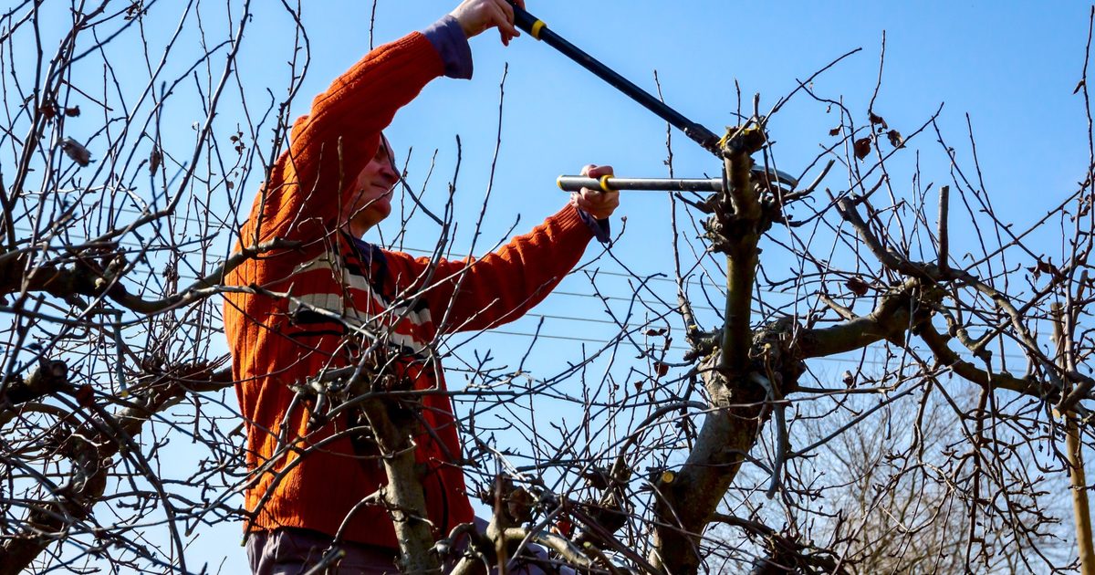 The best tree pruners you should make room for | HappySprout