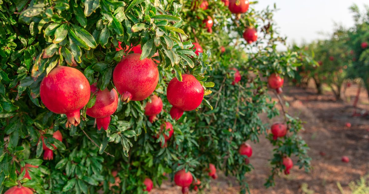 How to grow pomegranate seedlings | HappySprout