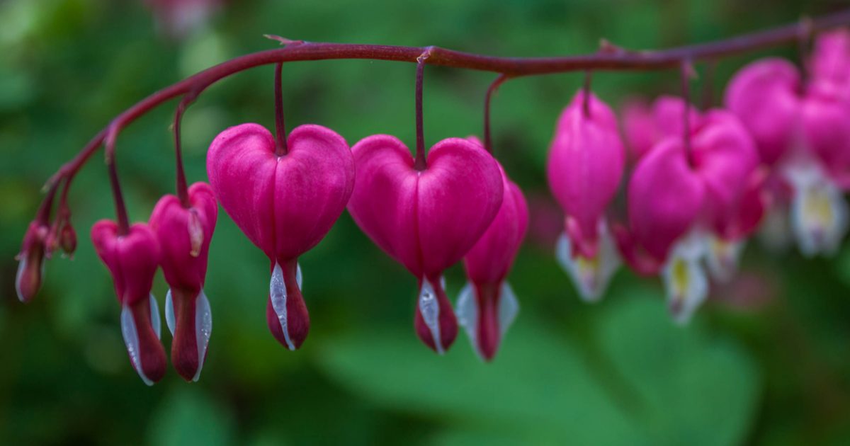 Bleeding heart flowers: A complete care guide | HappySprout