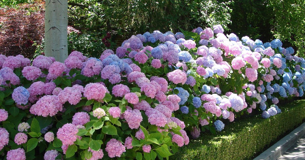 How to Plant and Care For Endless Summer Hydrangeas | HappySprout