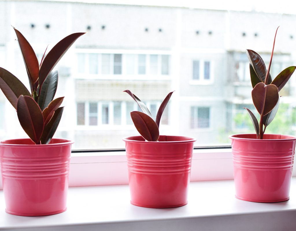Want to propagate your rubber tree? Here's how | HappySprout