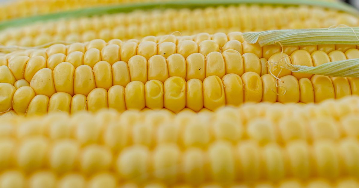 Is corn a vegetable or a fruit? Here's what we know | HappySprout