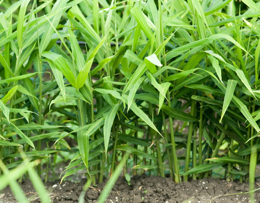 How to grow ginger from a store-bought root | HappySprout