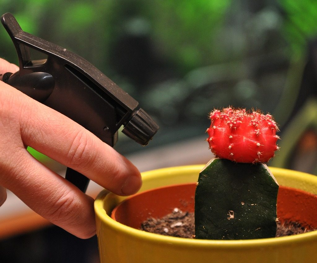 How to get rid of gnats in plants | HappySprout