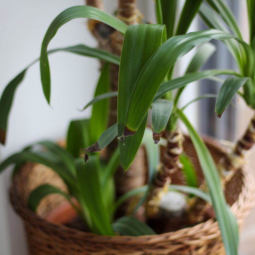 Everything you need to know about growing yucca trees indoors | HappySprout