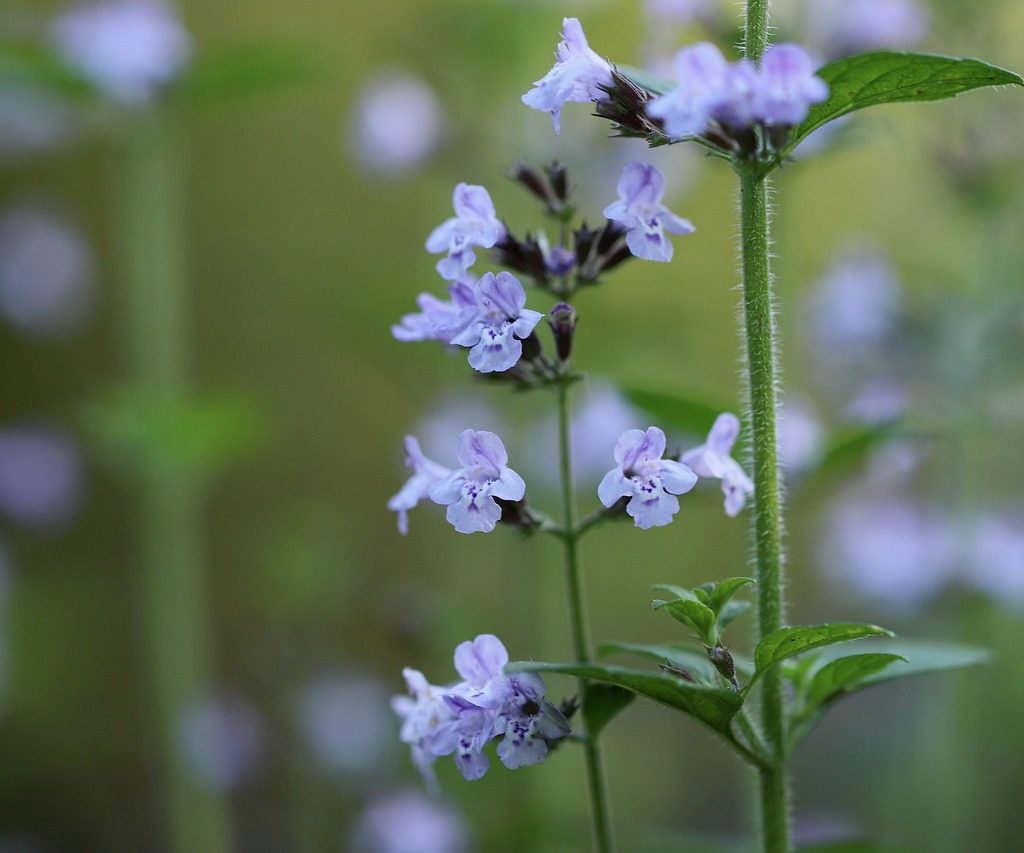 How To Care for Nepeta in Your Herb Garden | HappySprout