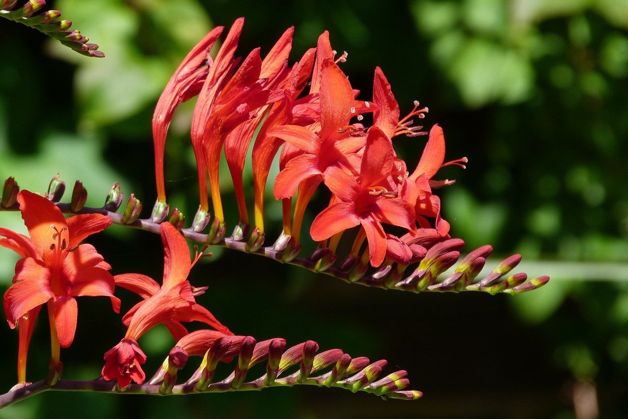 How To Grow and Care for Crocosmia in Your Garden | HappySprout