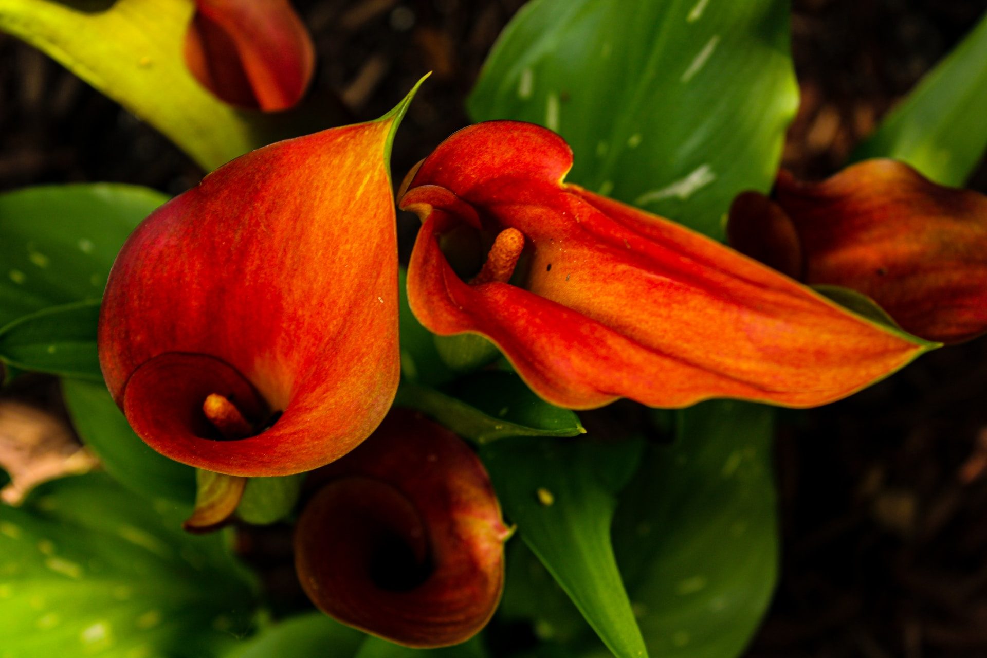 What you need to know about growing calla lilies from seeds | HappySprout
