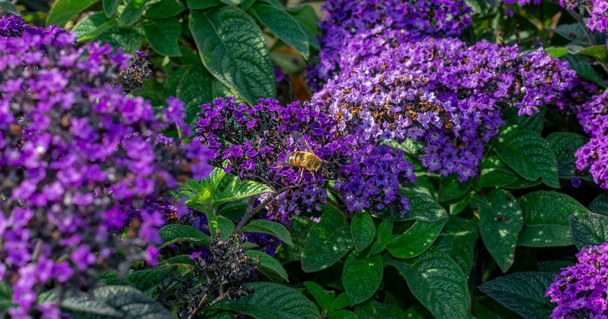 Heliotropes care guide | HappySprout