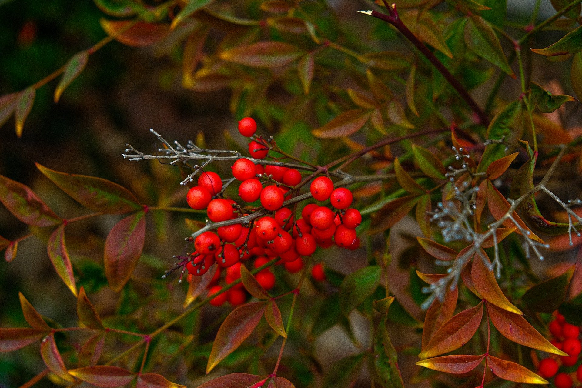 Winterberry care: A complete guide | HappySprout