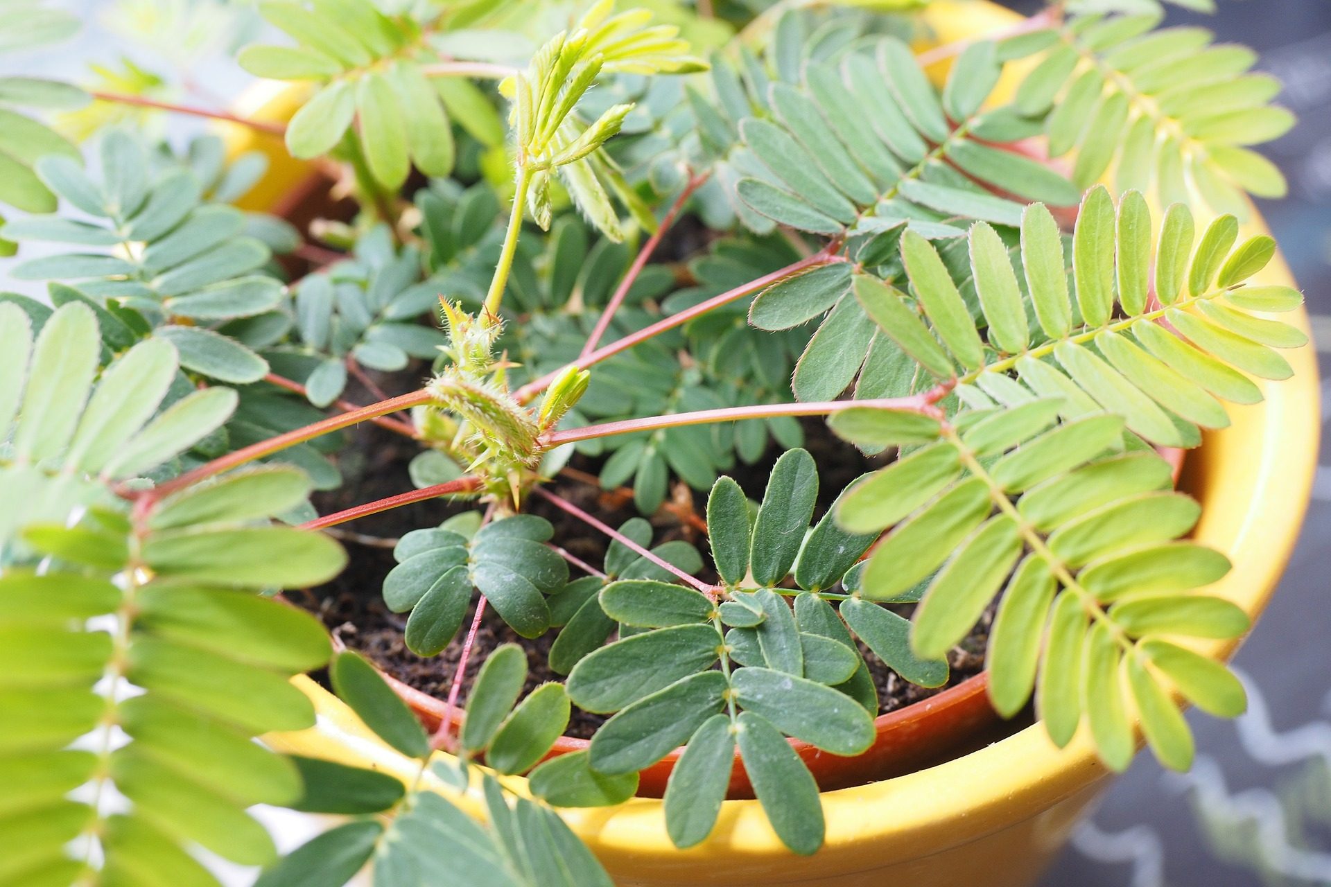 How to grow mimosa plants | HappySprout