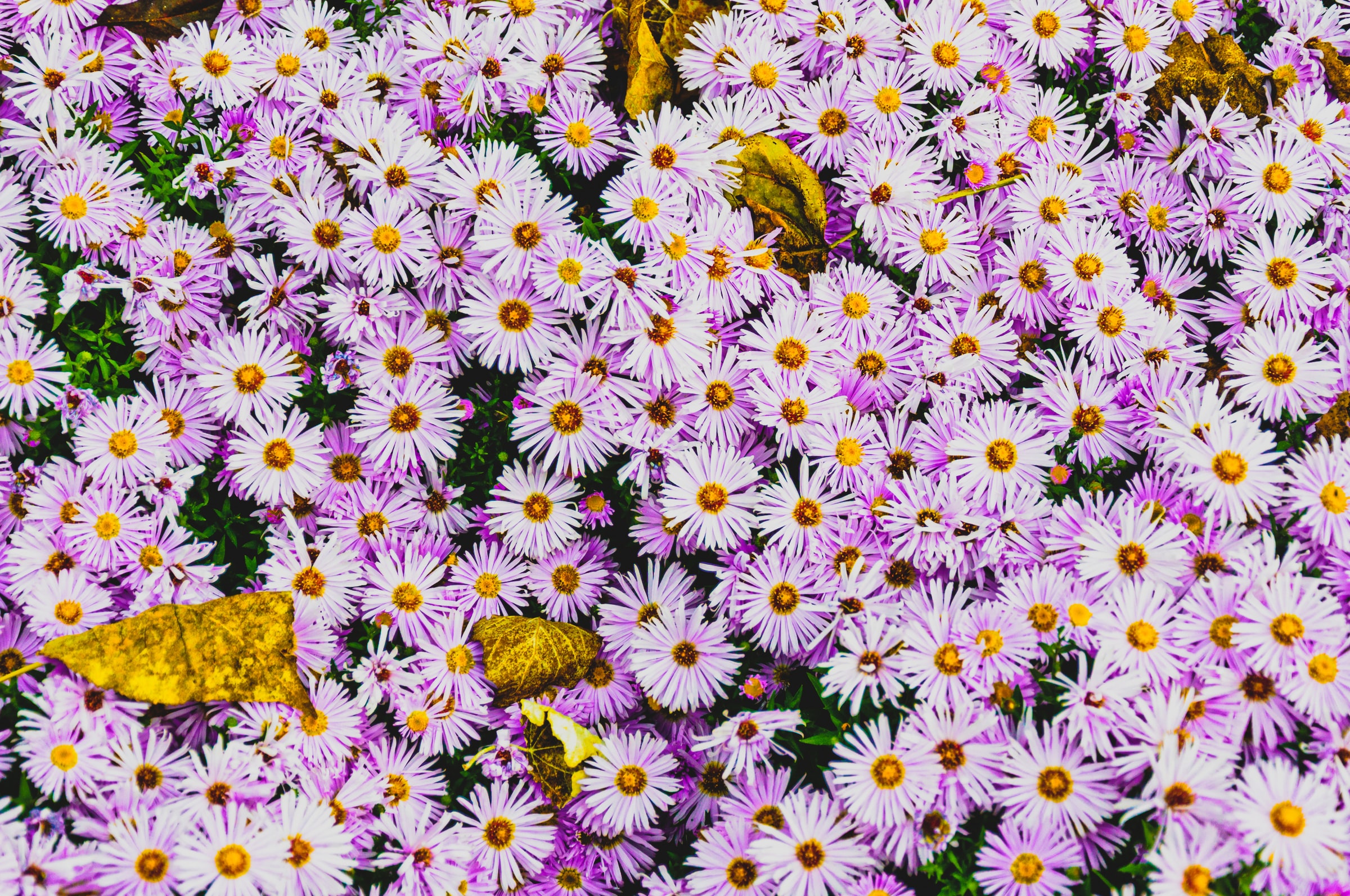 Enjoy the Colors of Fall Flowers With These 10 Beauties | HappySprout