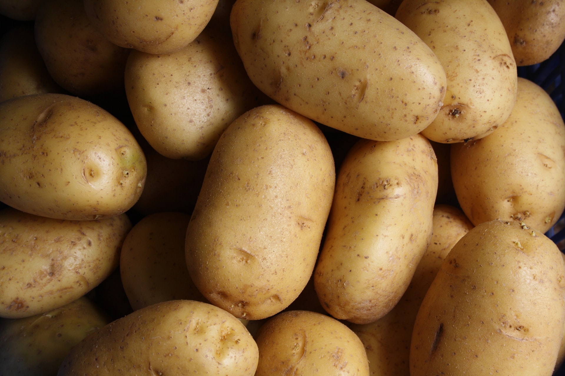 Extend Your Harvest by Growing Potatoes Indoors This Winter | HappySprout
