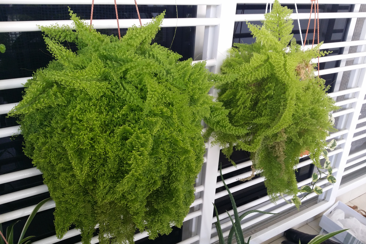 How to Grow Ferns Indoors to Help Them Thrive | HappySprout