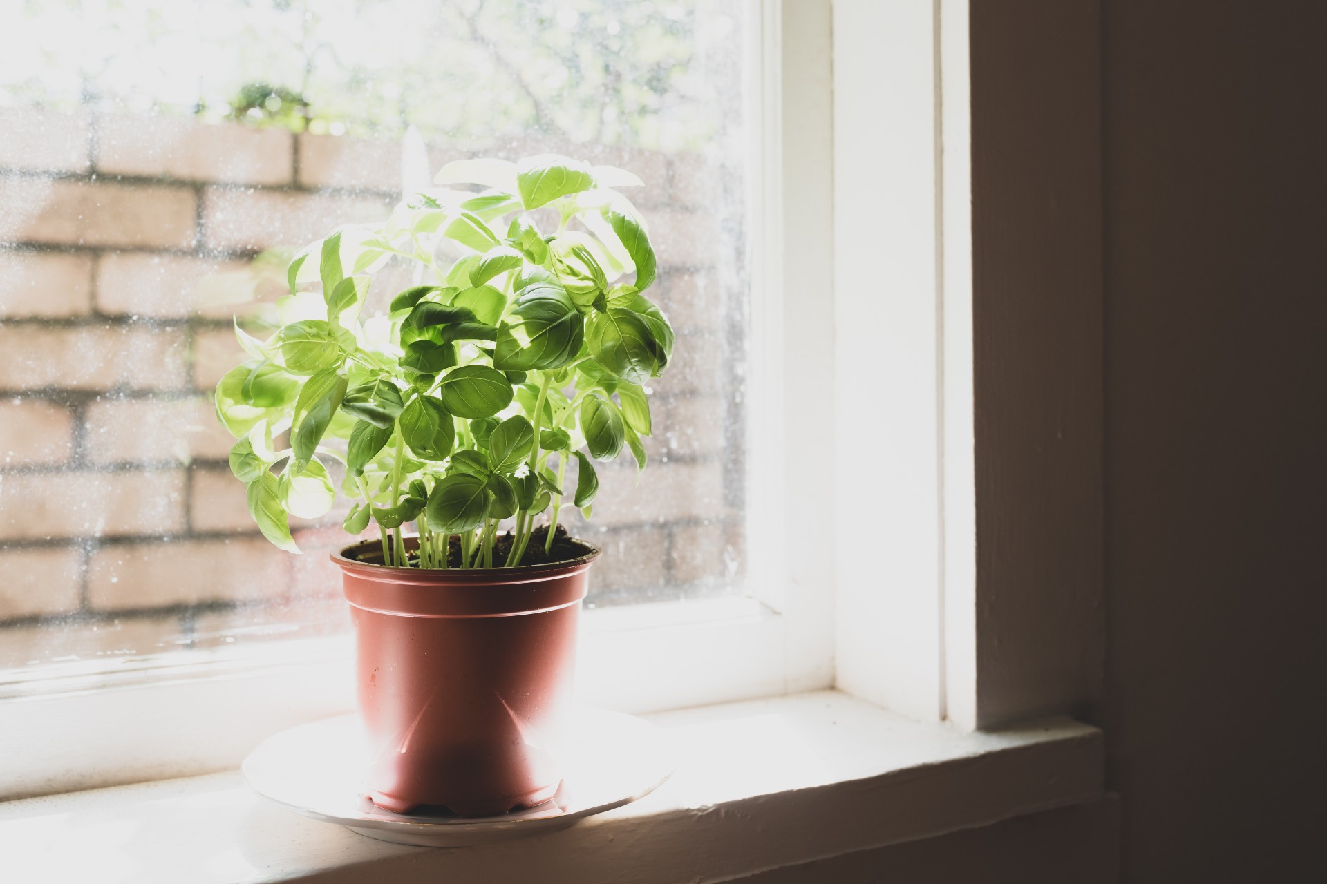 Can Basil Survive the Cold Winter Months? | HappySprout