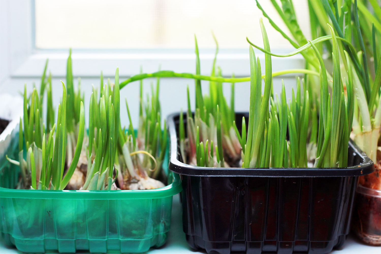 Can you propagate garlic at home? | HappySprout