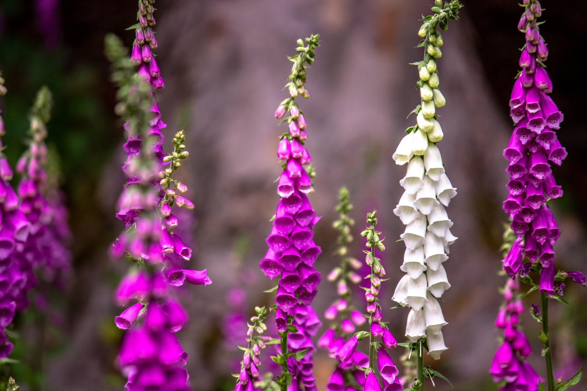 How to Grow Foxglove | HappySprout