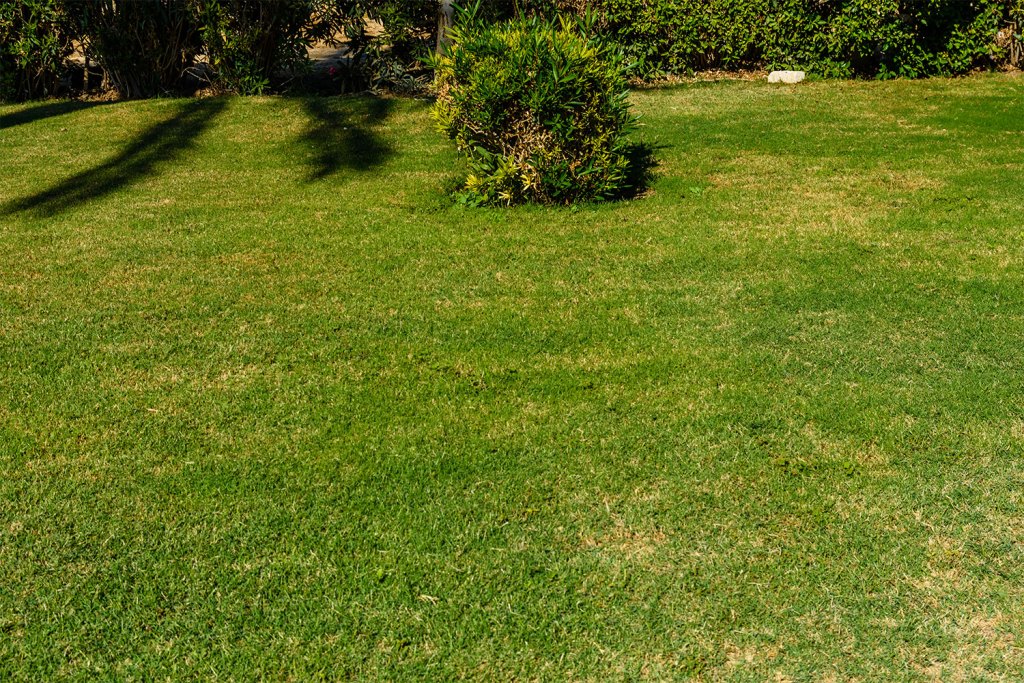 How To Fix Yellow Spots On Your Lawn Happysprout