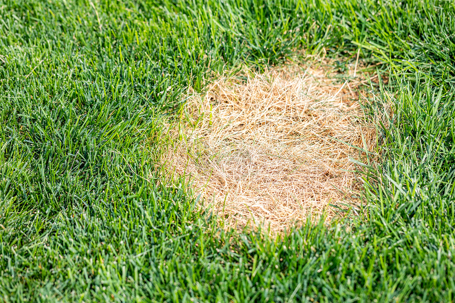 How to Fix Yellow Spots on Your Lawn | HappySprout