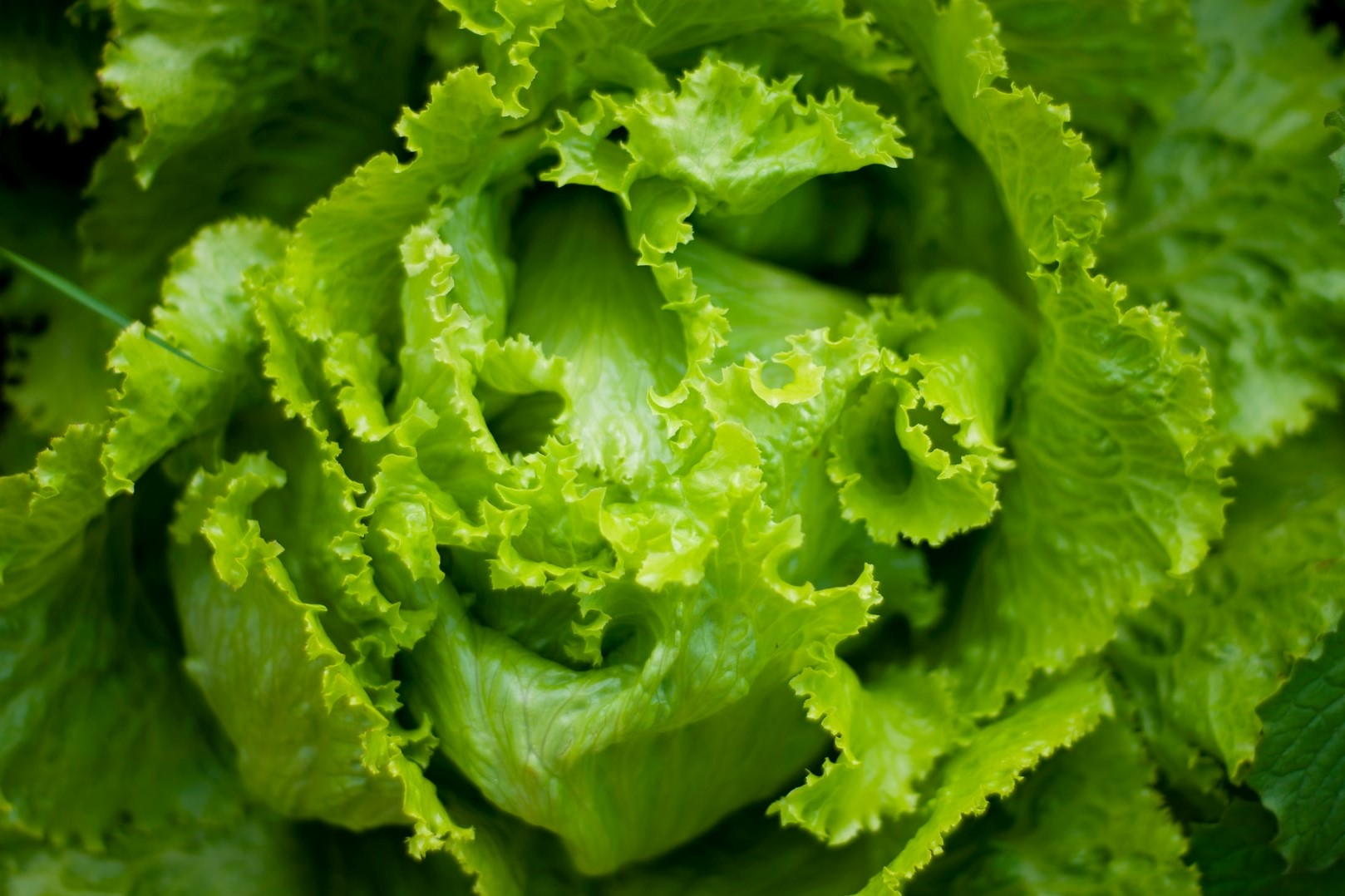 How to Grow Lettuce from Scraps | HappySprout