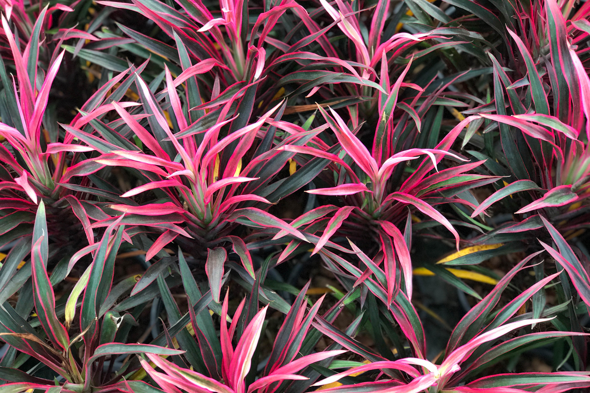 The best cordyline plant varieties for your home | HappySprout