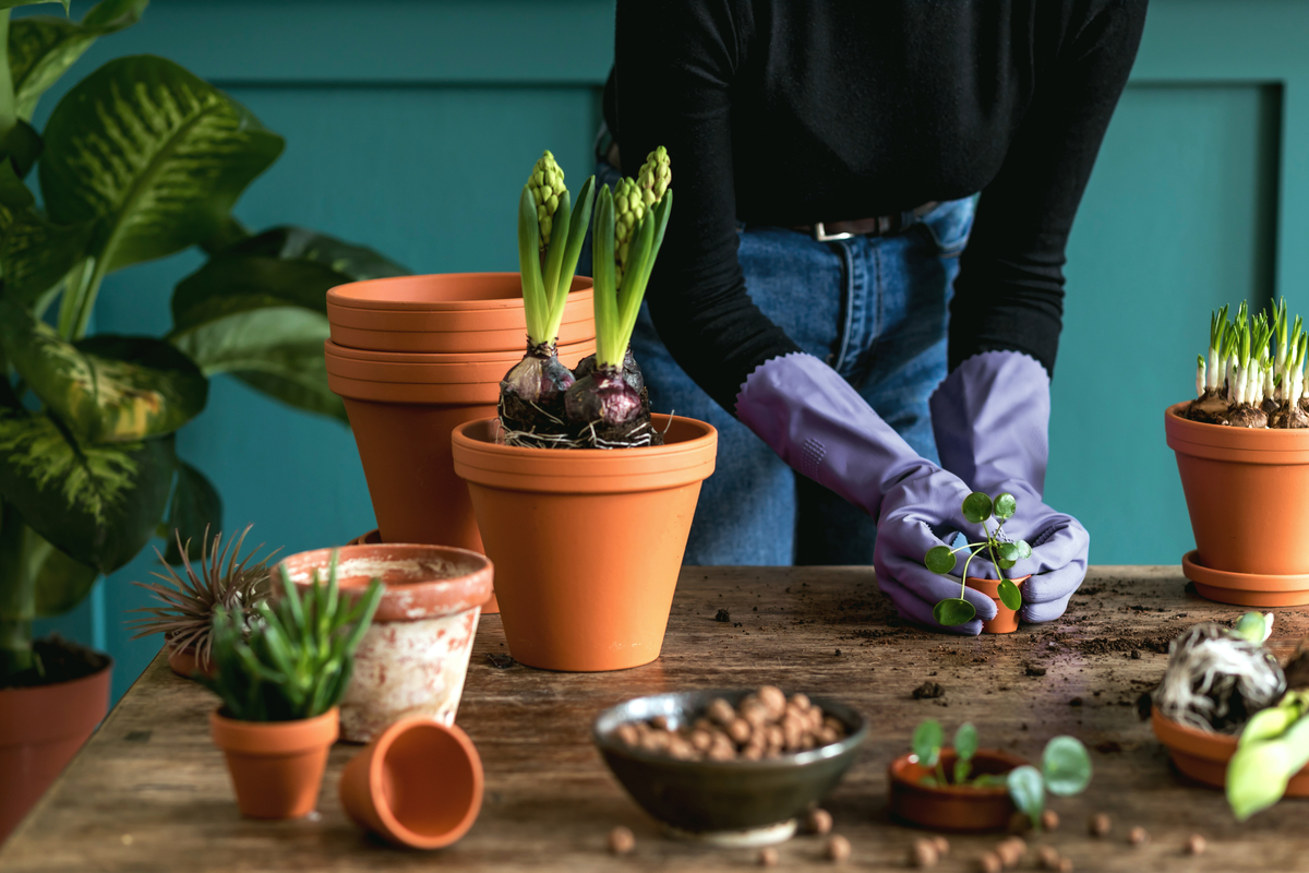 Here's how to create your own amazing basement garden | HappySprout