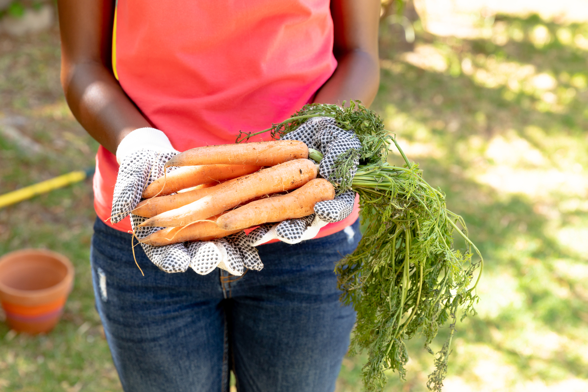 How to Store the Carrots You Just Picked From Your Garden | HappySprout