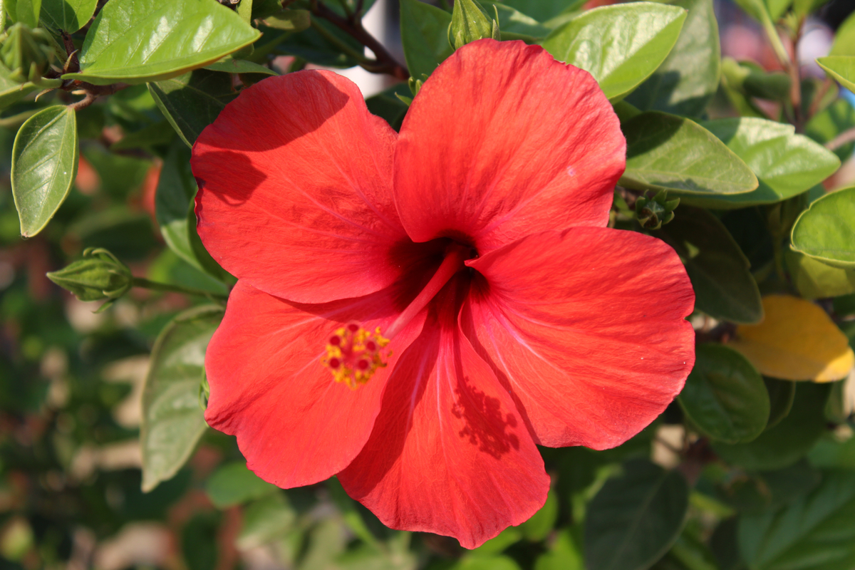 How to protect hibiscus flowers from pests | HappySprout