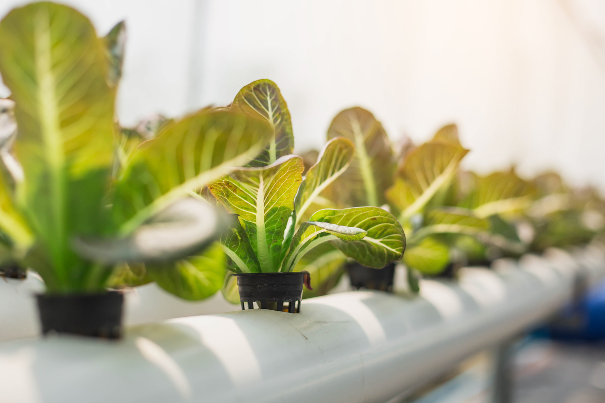 6 crops that will thrive in your winter hydroponic garden | HappySprout