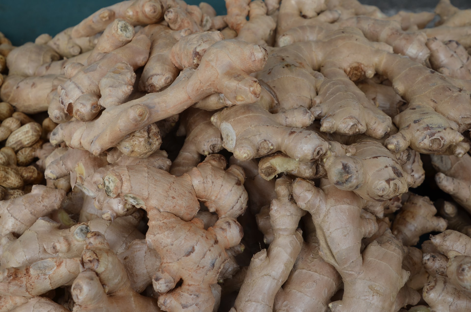 A Quick Guide to Growing Ginger Hydroponically | HappySprout