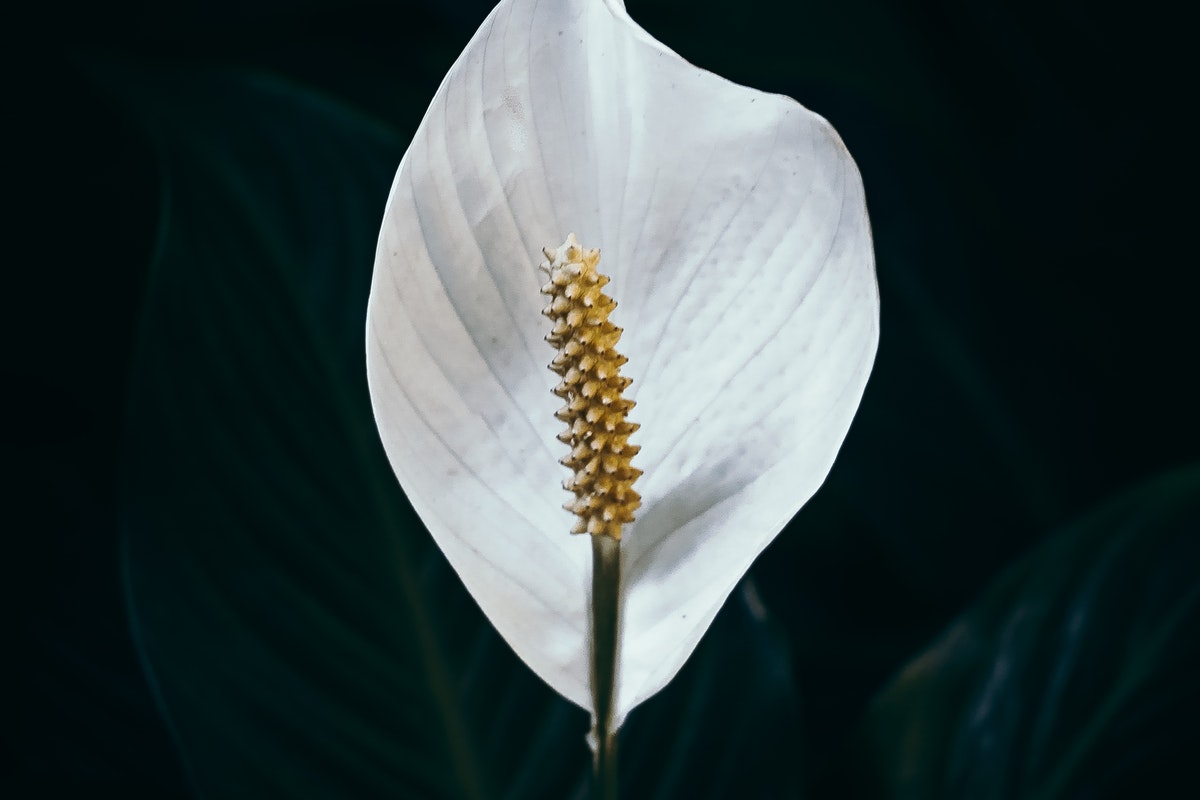 8 plants that help with stress and anxiety | HappySprout