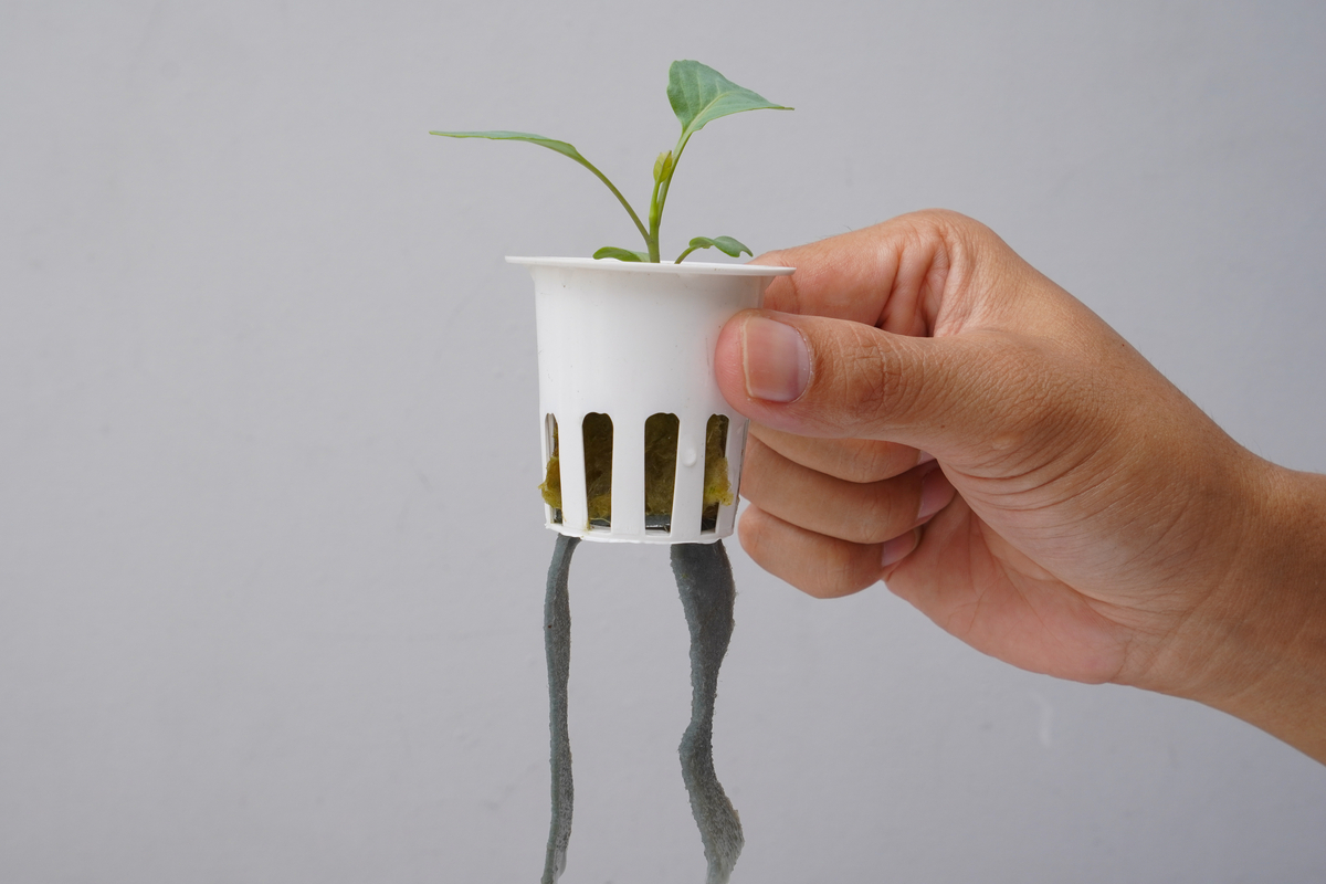 The 6 best flowers to add blooms to your hydroponic garden | HappySprout