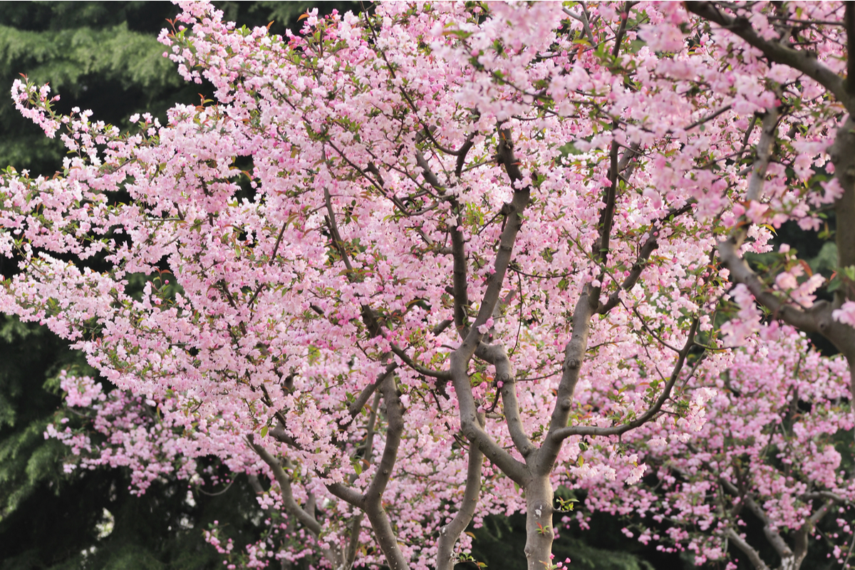 Crabapple Trees Guide: How to Care for 4 Seasons of Beauty | HappySprout