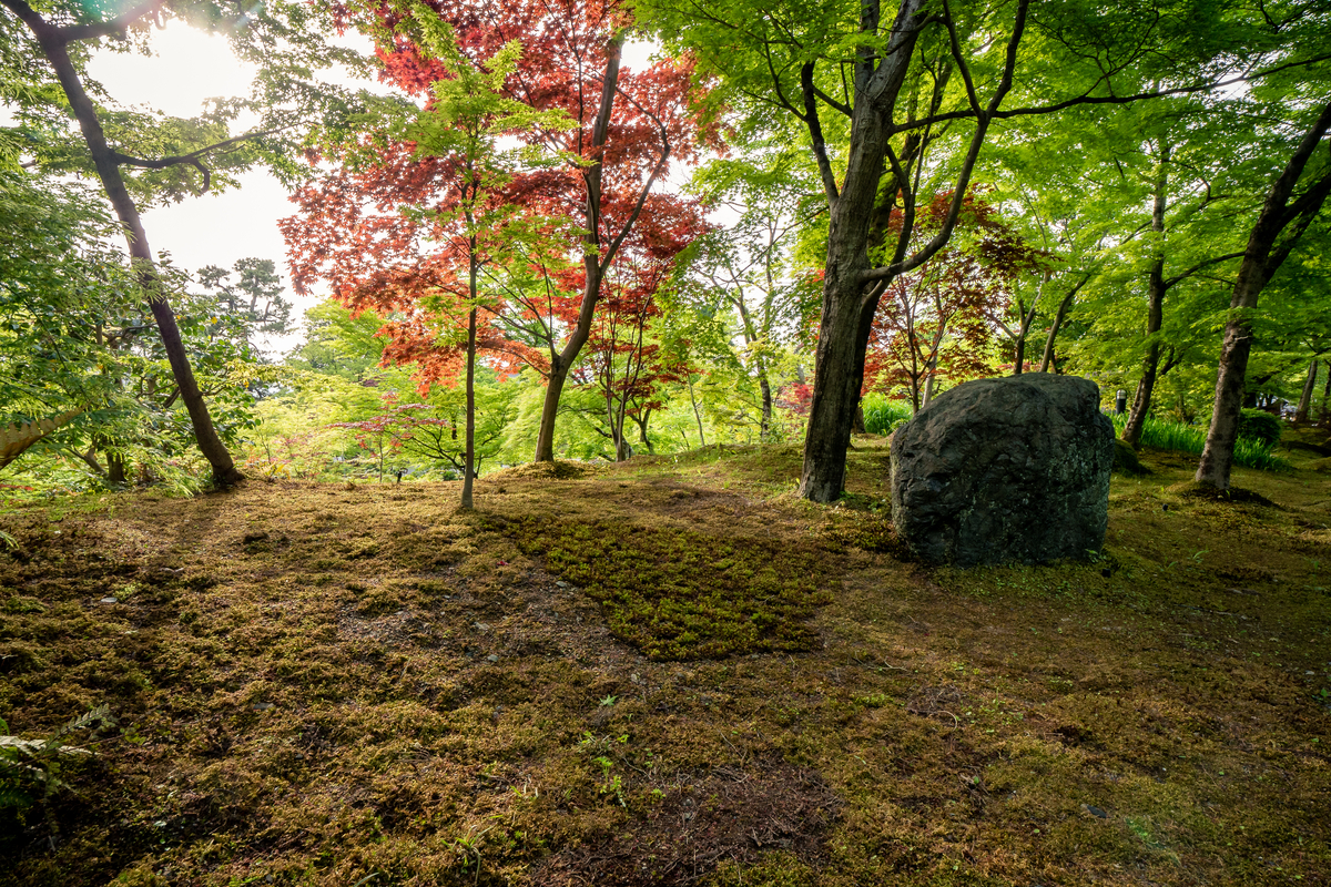 How To Grow Moss In Place Of A Grass Lawn Happysprout