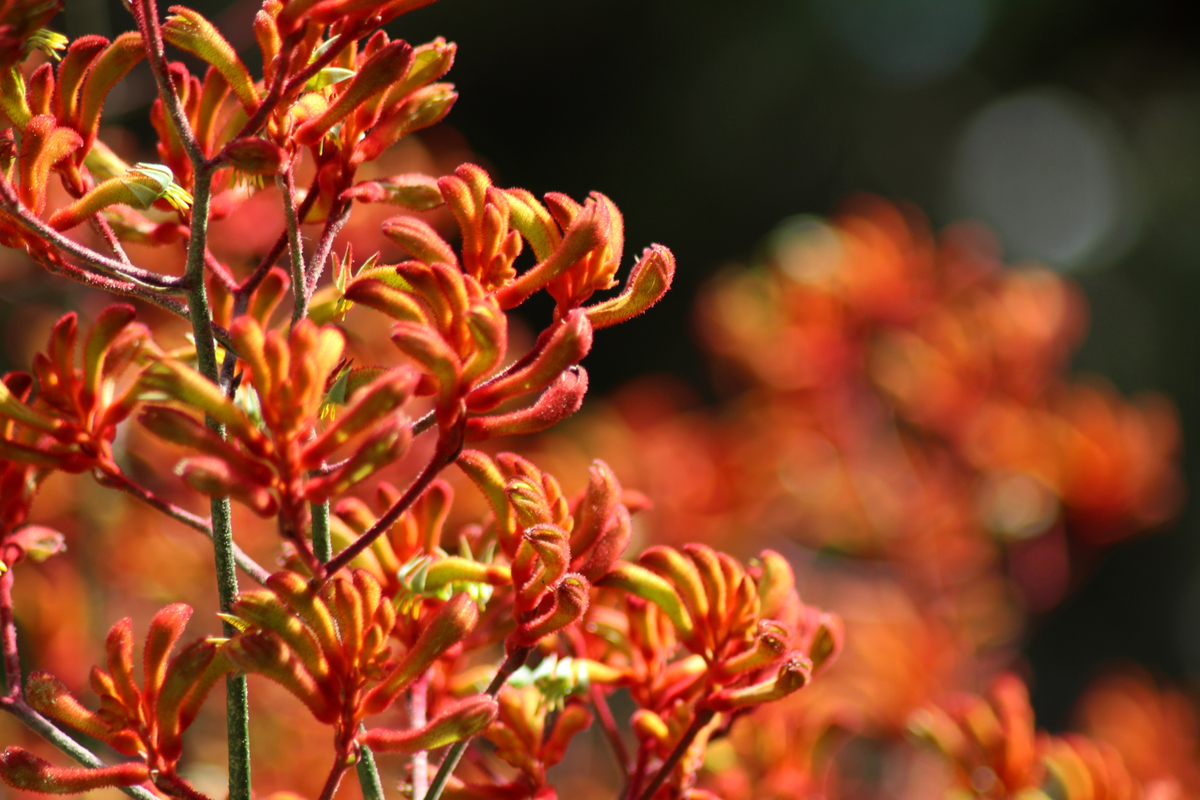 How to care for your kangaroo paw plants | HappySprout