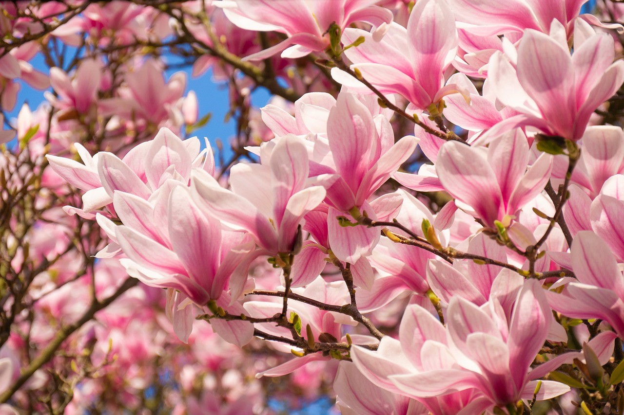 6 flowering trees we're sure you'll love | HappySprout