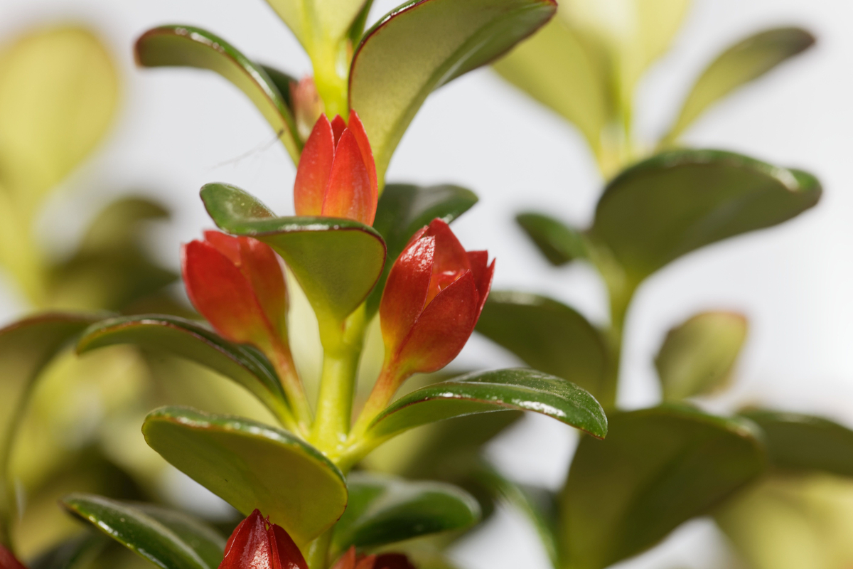 How to take care of your goldfish plant for gorgeous flowers | HappySprout