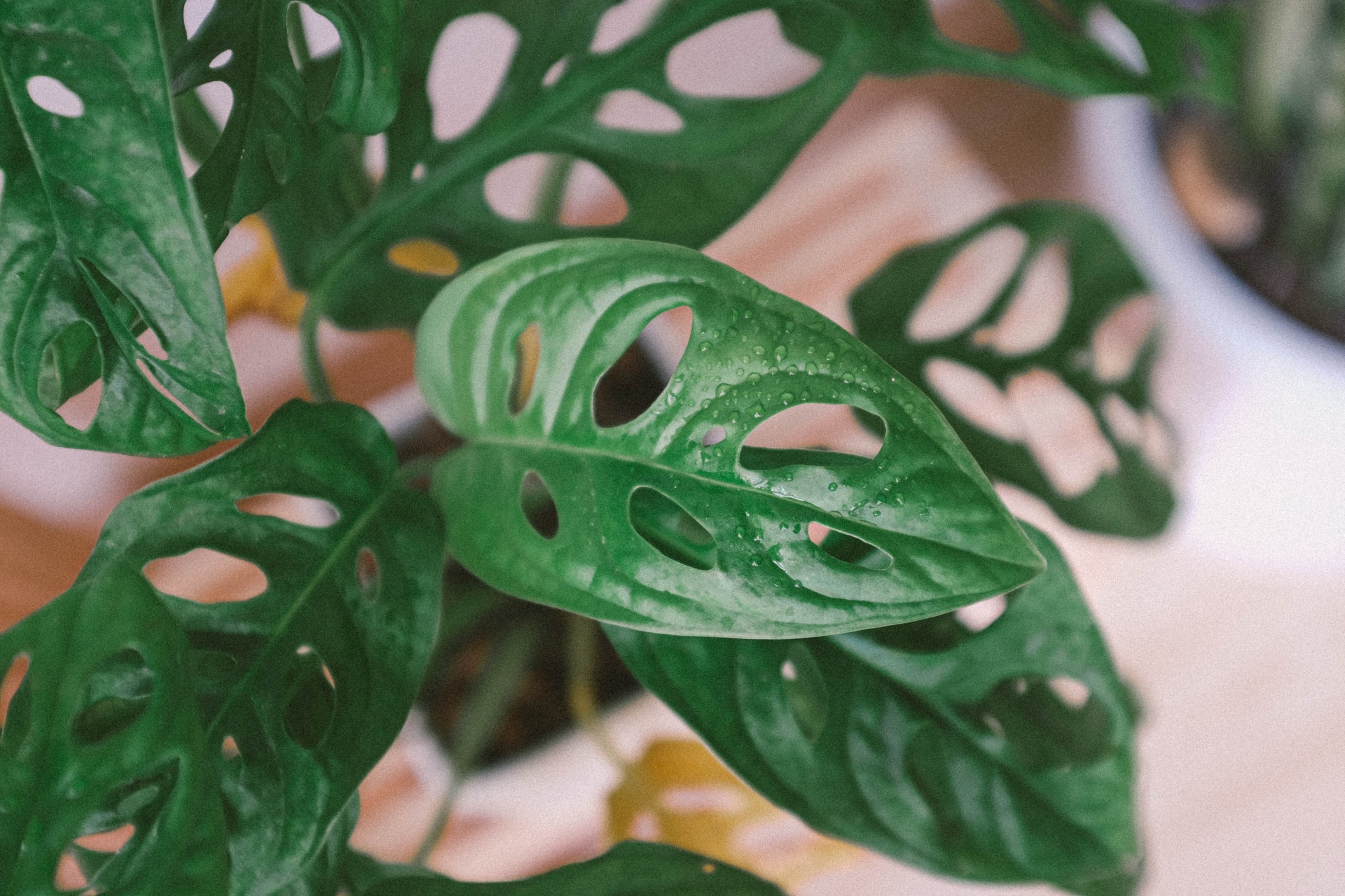 5 tips for bringing a plant back to life | HappySprout