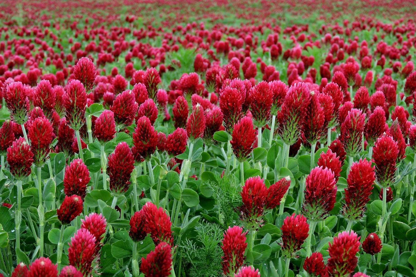 These are the plants to include when growing a cover crop | HappySprout