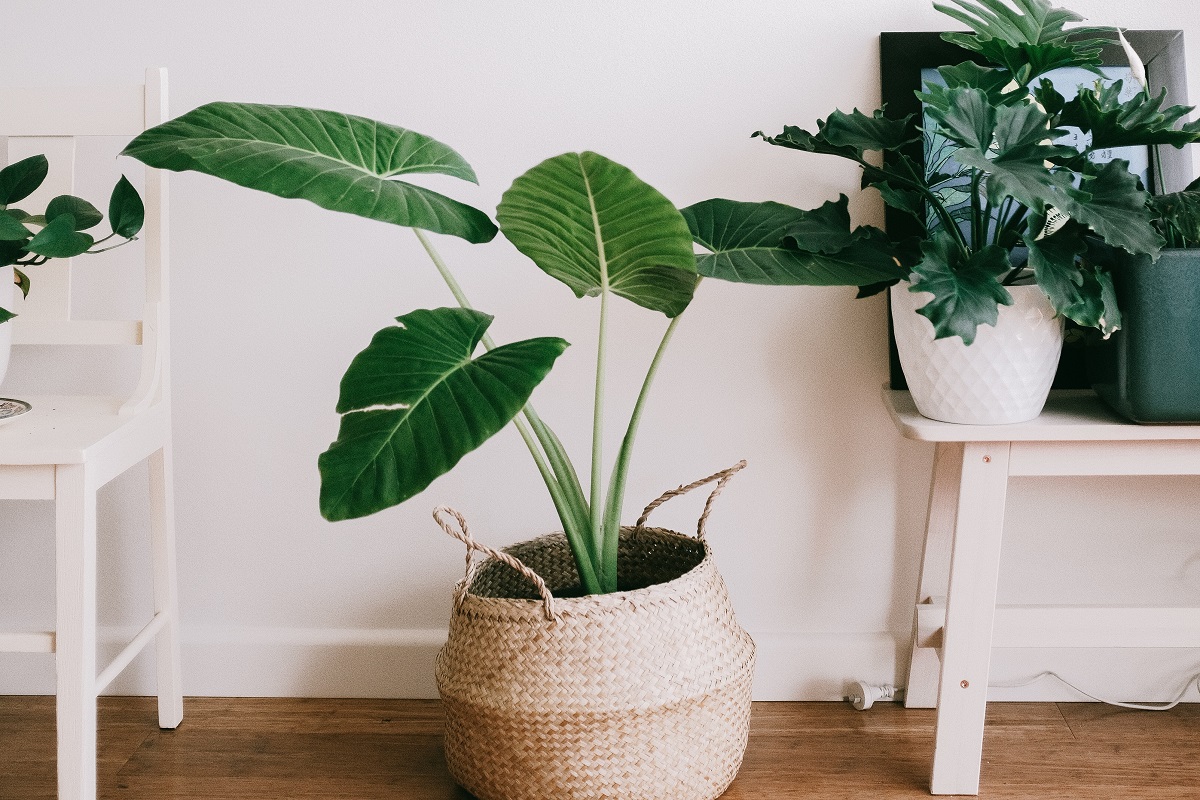 Four dramatic plants you need in your home | HappySprout