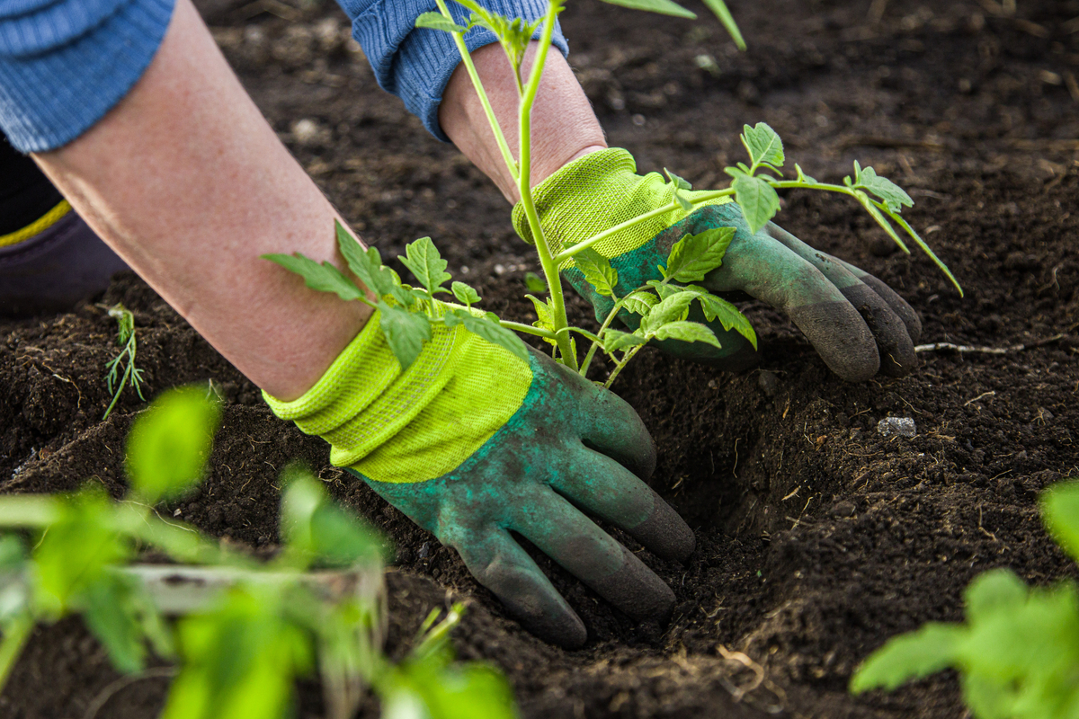 Why Is Crop Rotation Important? 5 Crop Rotation Benefits | HappySprout