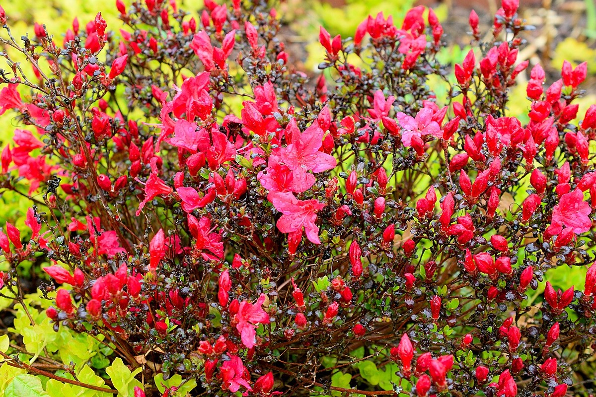 When Do You Fertilize Azaleas: A Complete Guide | HappySprout