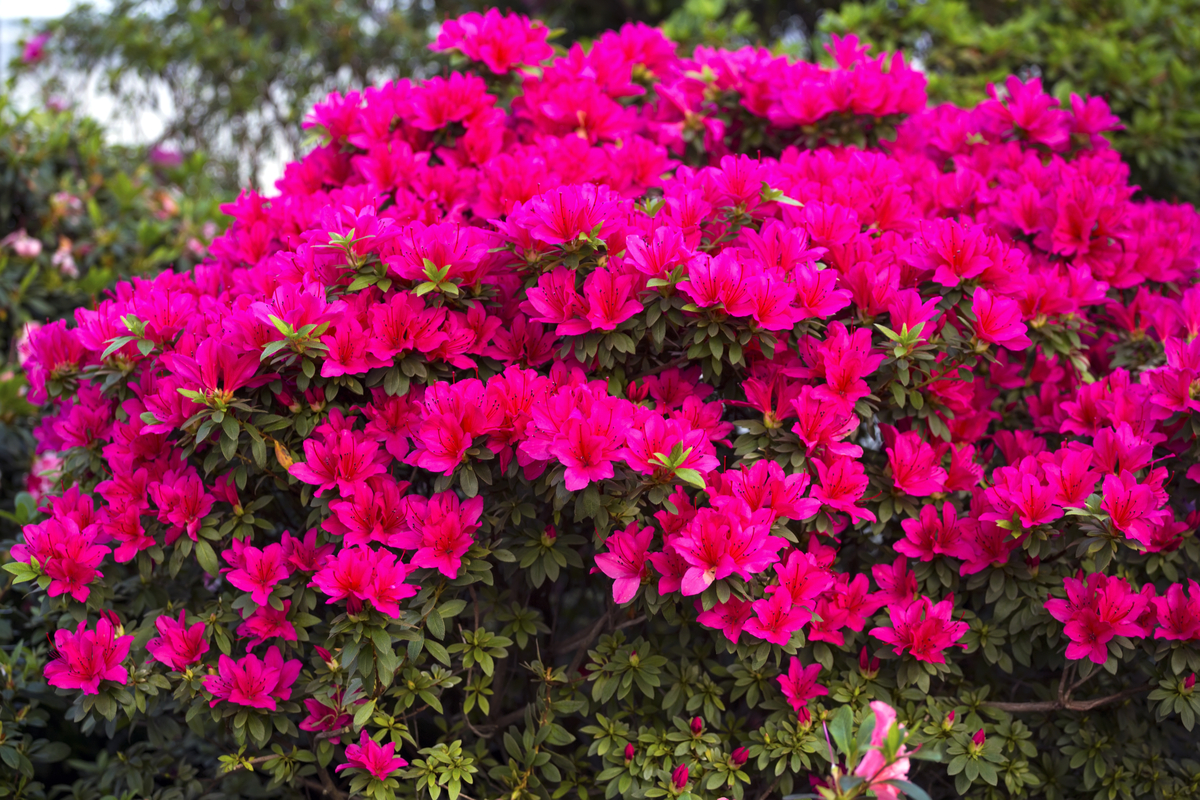 When Do You Fertilize Azaleas: A Complete Guide | HappySprout