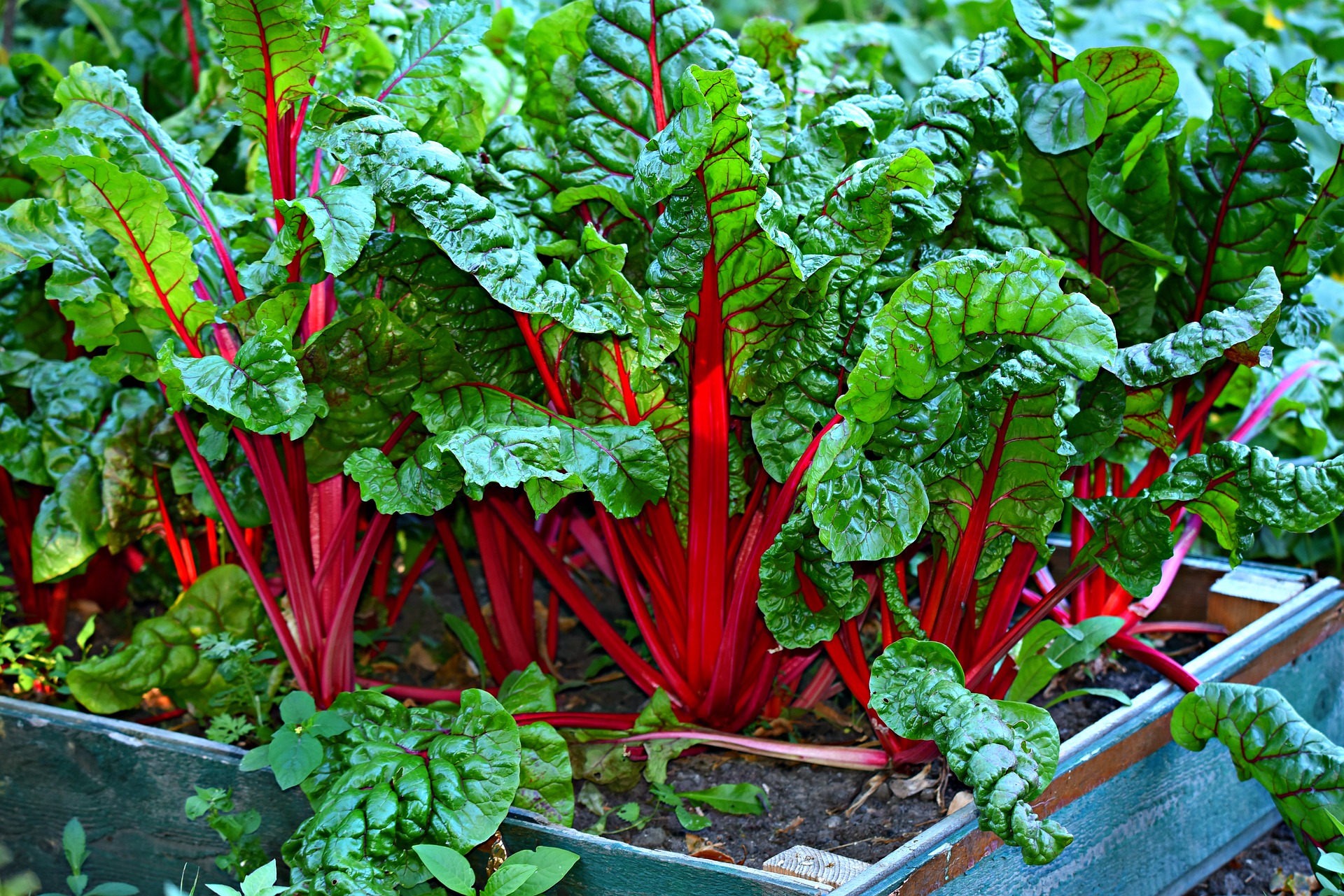 Here's how to grow Swiss chard in your kitchen | HappySprout