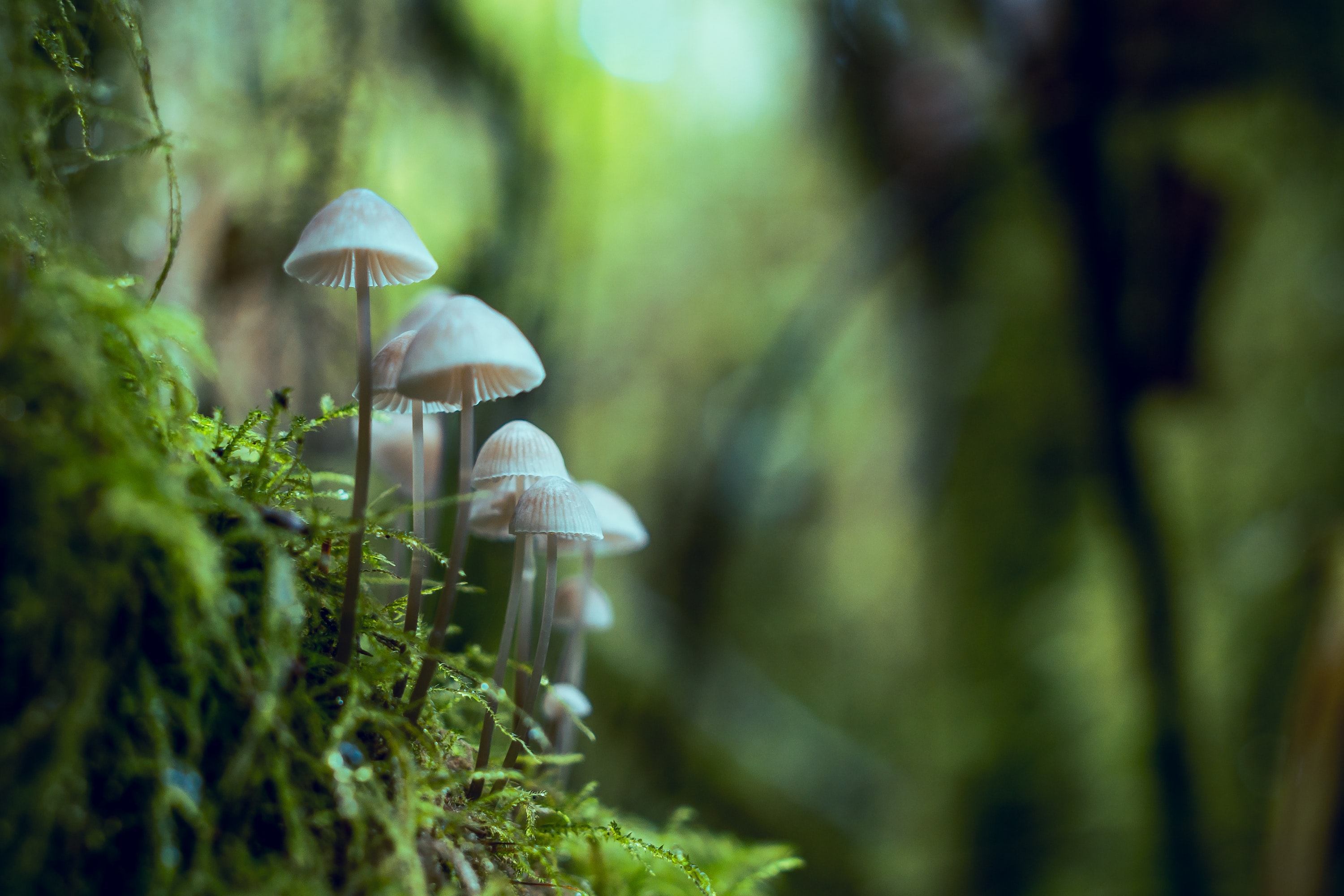 Why fungi are important to the environment and your garden | HappySprout