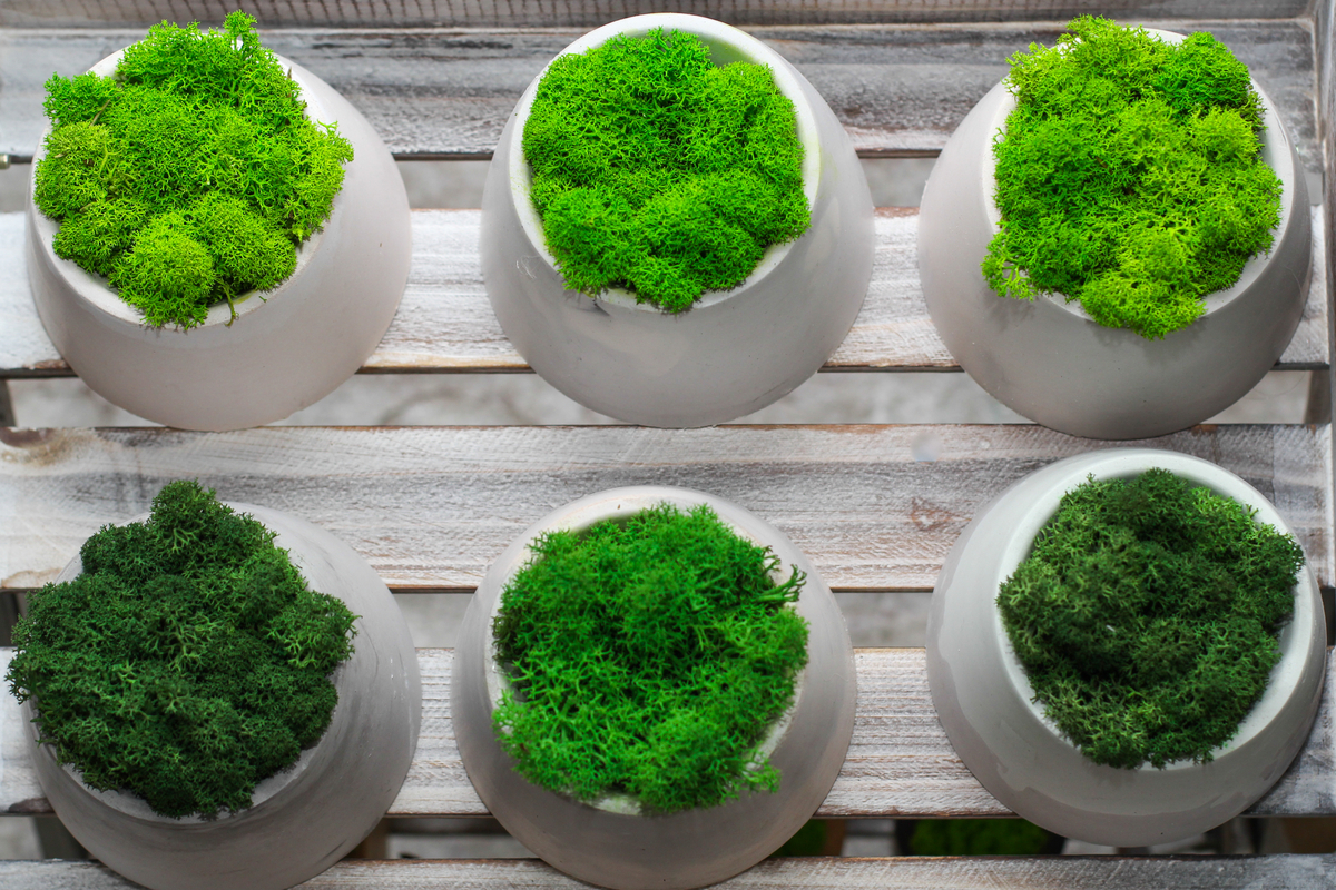 Here's How to Transplant Moss and When You Should Do So | HappySprout