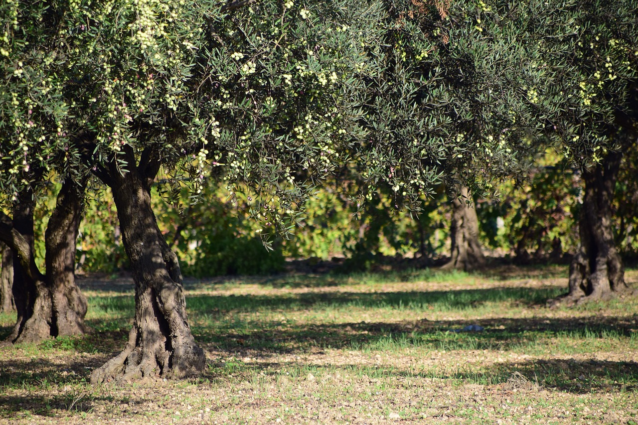 How to grow a thriving olive tree in your yard | HappySprout