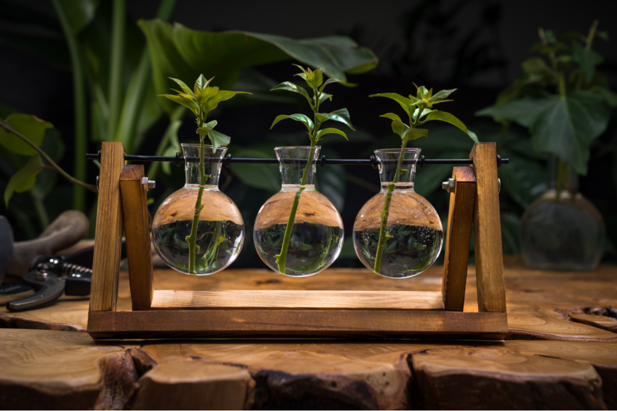 What to know about propagation and plant patents | HappySprout