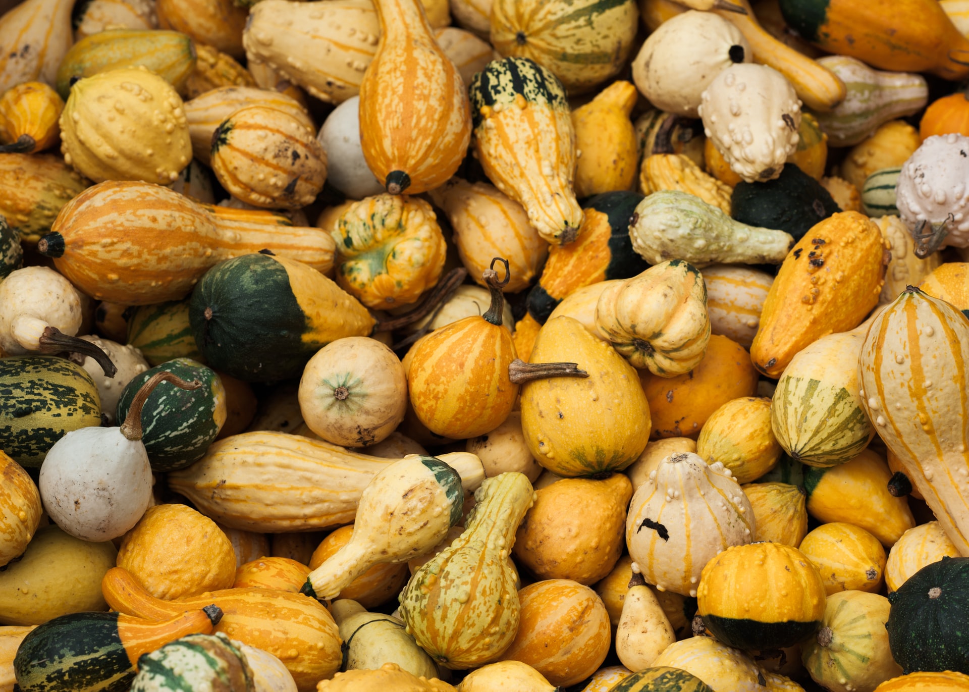 How to Store Your Squash Harvest This Fall | HappySprout